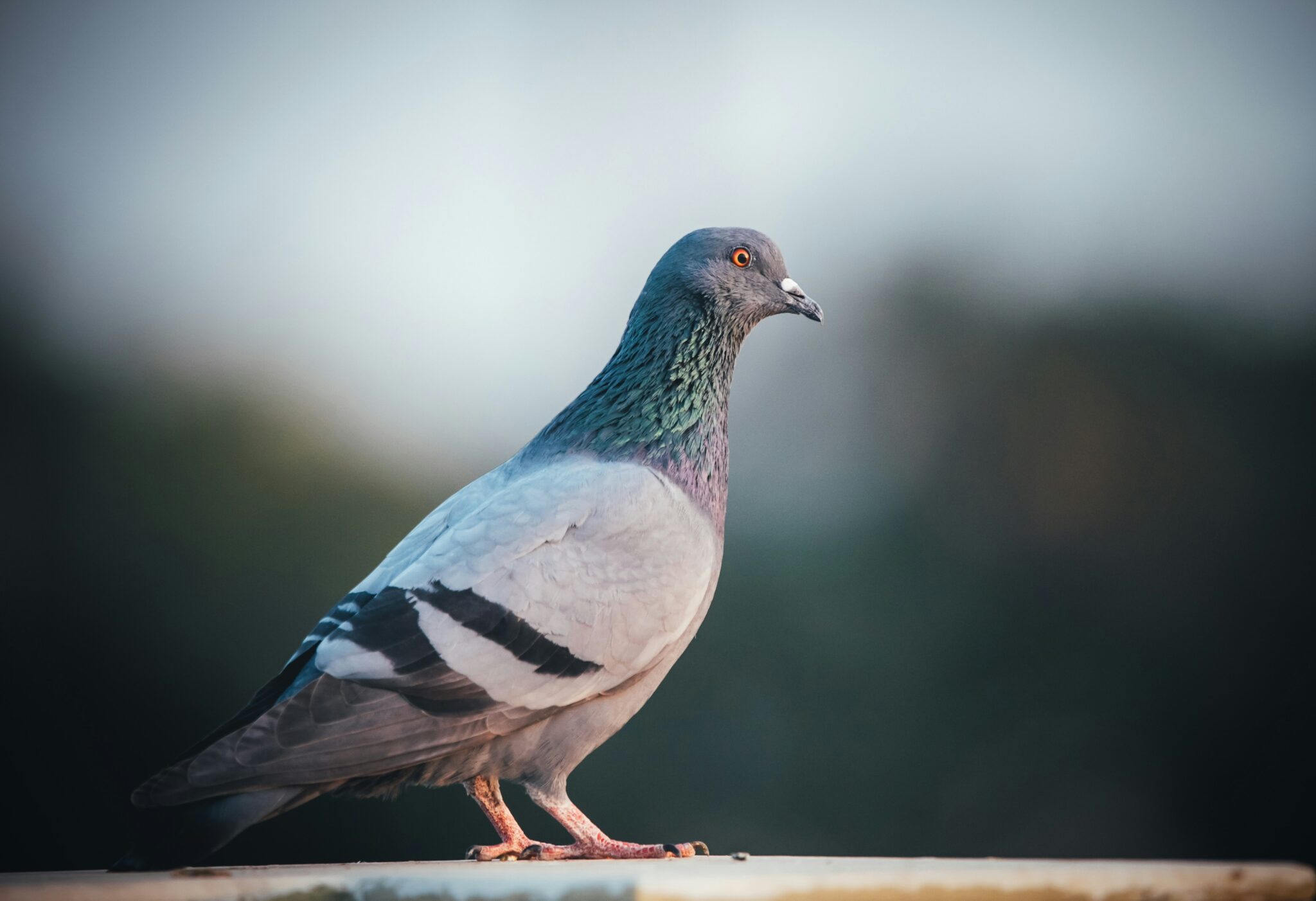 Pigeon ramier - Nichoir.fr