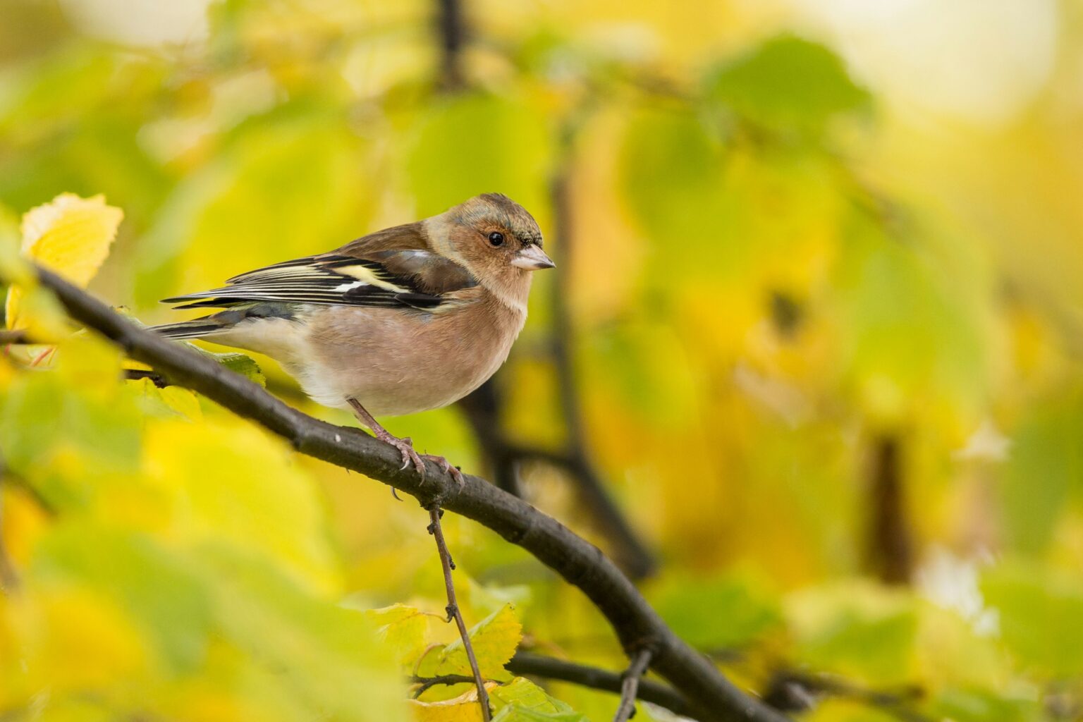 Pinson des arbres - Nichoir.fr