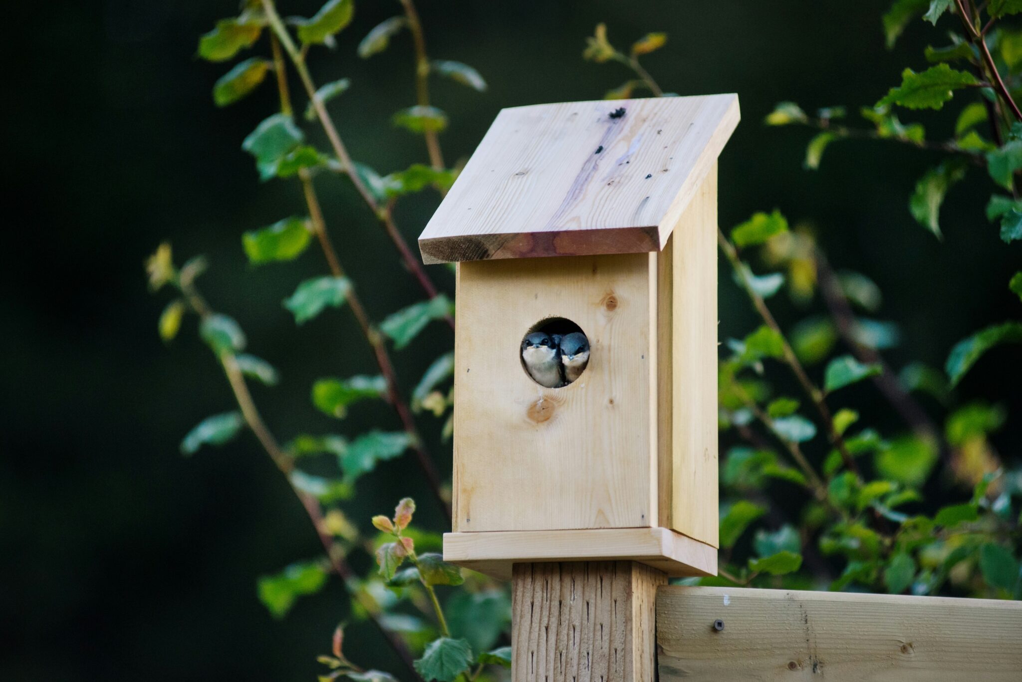Quel nichoir pour quel oiseau ? - Nichoir.fr